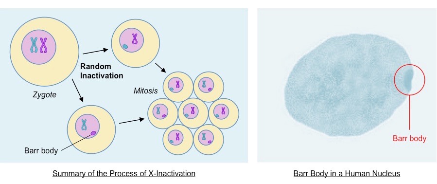 Barr Body & X-Inactivation Calculator | Genetics Tool