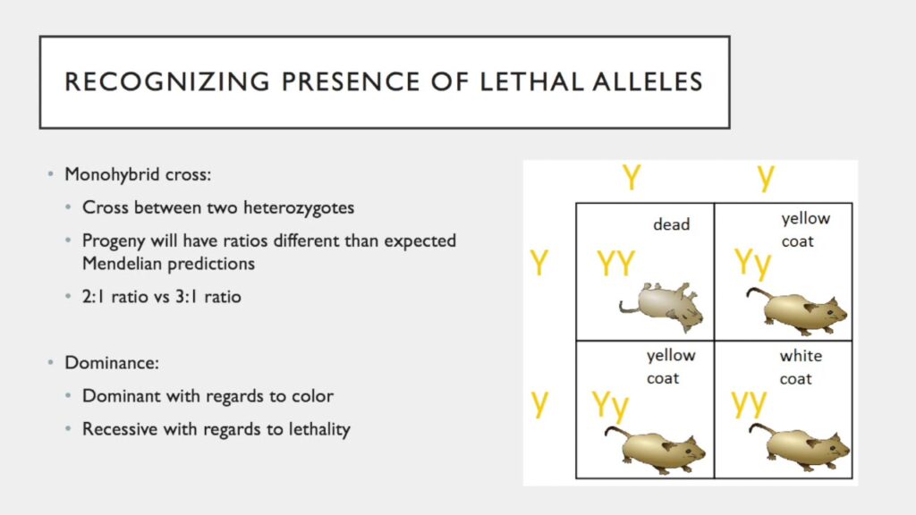 Lethal Allele | Free Punnett Square Genetics Calculator