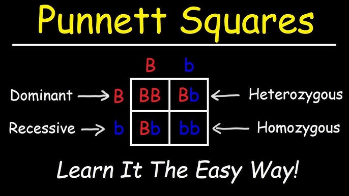 Autosomal Dominant Trait Punnett Square | Genetic Calculator
